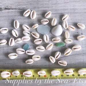 REAL COWRIE SHELLS, Cut Ready for Jewellery Making and Crafts Projects ...