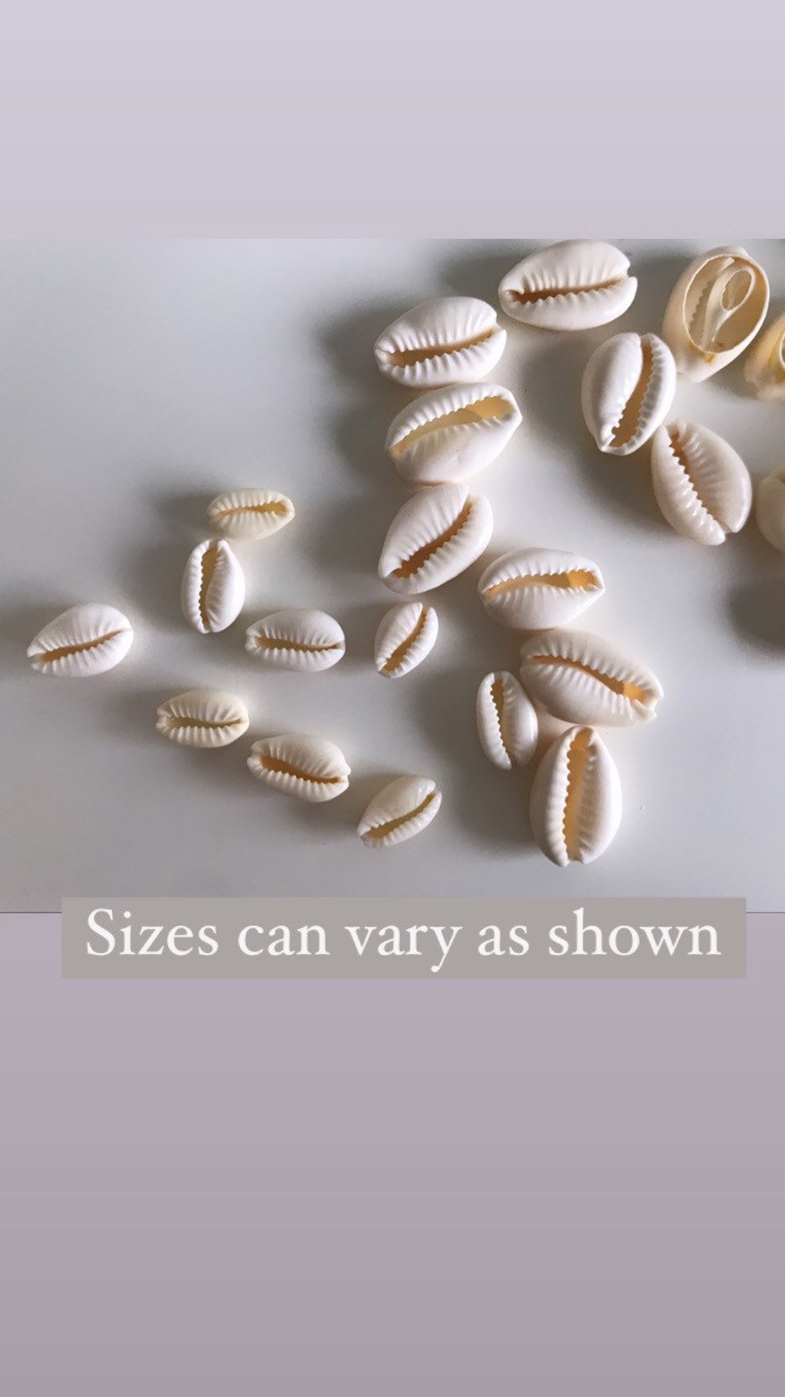 50/100 COWRIE SHELLS Beach Wedding Natural Arts and Crafts - Etsy UK