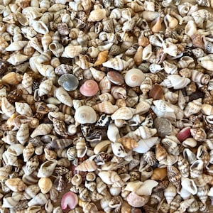 50/100 Small Seashells, Tiny Sea Shell Lot, Beach Wedding Decor, Sea ...