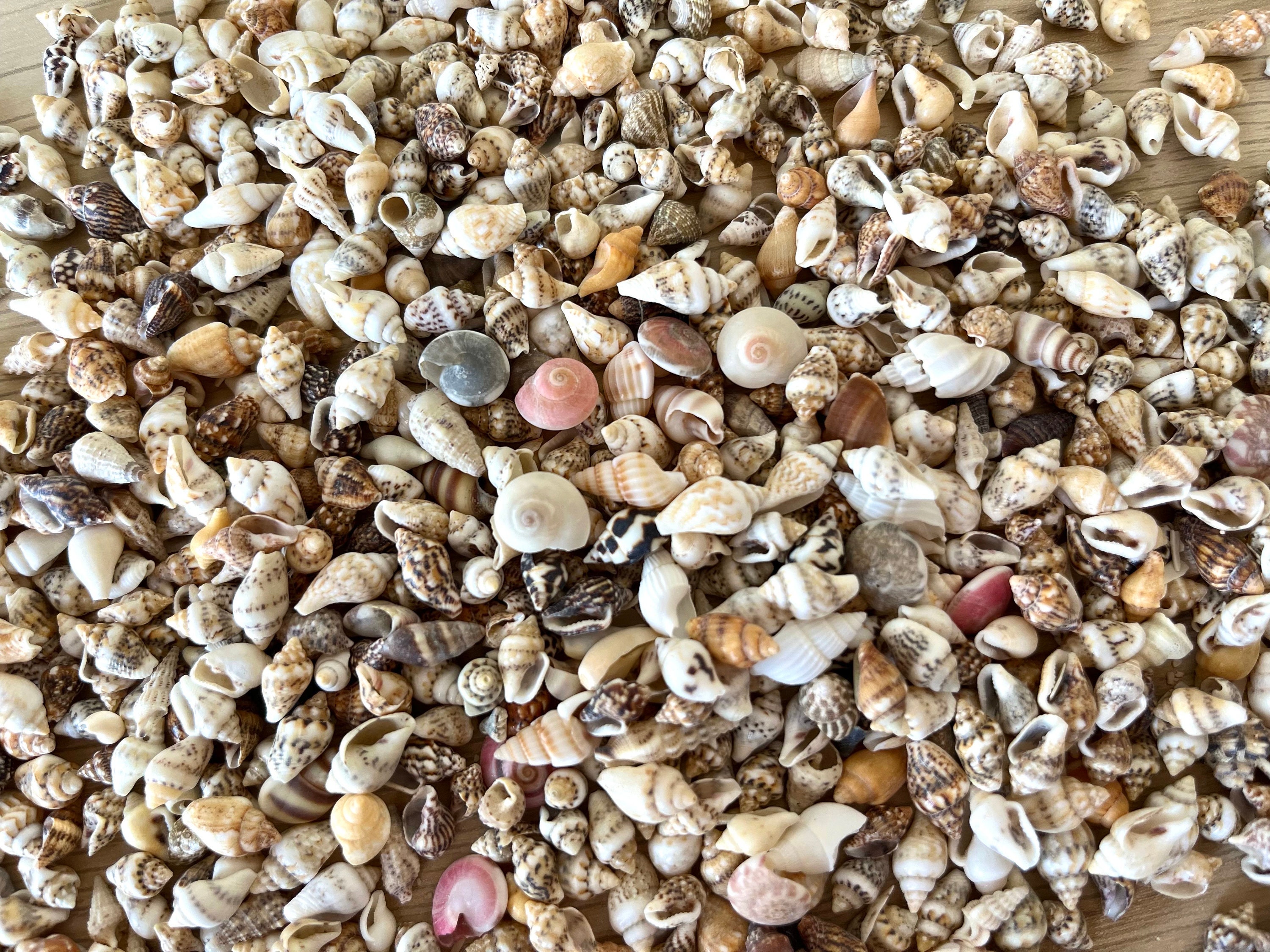 50/100 Small Seashells, Tiny Sea Shell Lot, Beach Wedding Decor, Sea ...
