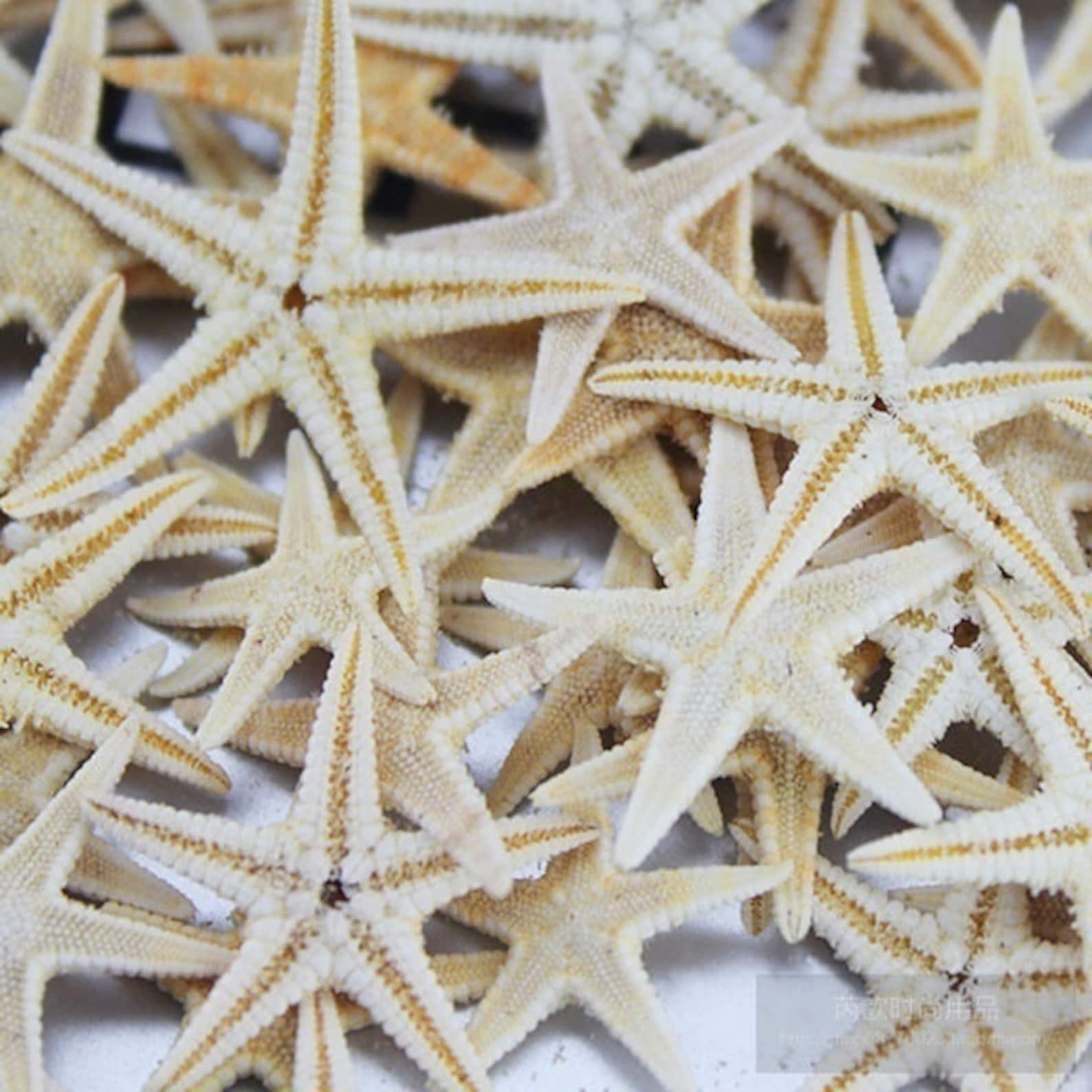 5/10/15 Dried Real Starfish- Resin Craft, Mini Seashells , FREE UK ...