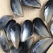 10 Mussel Shells, Varnished / Unvarnished. Fab for Wreaths & Wedding ...