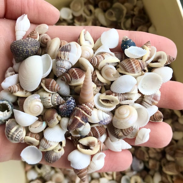 Mini Sea Shells - Etsy