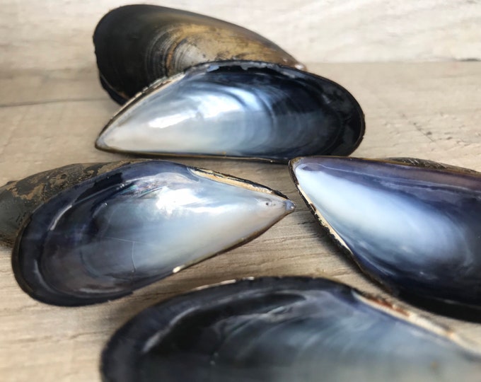 Cornish Mussel Shell Mandala Shell Art Picture Handmade in Cornwall ...