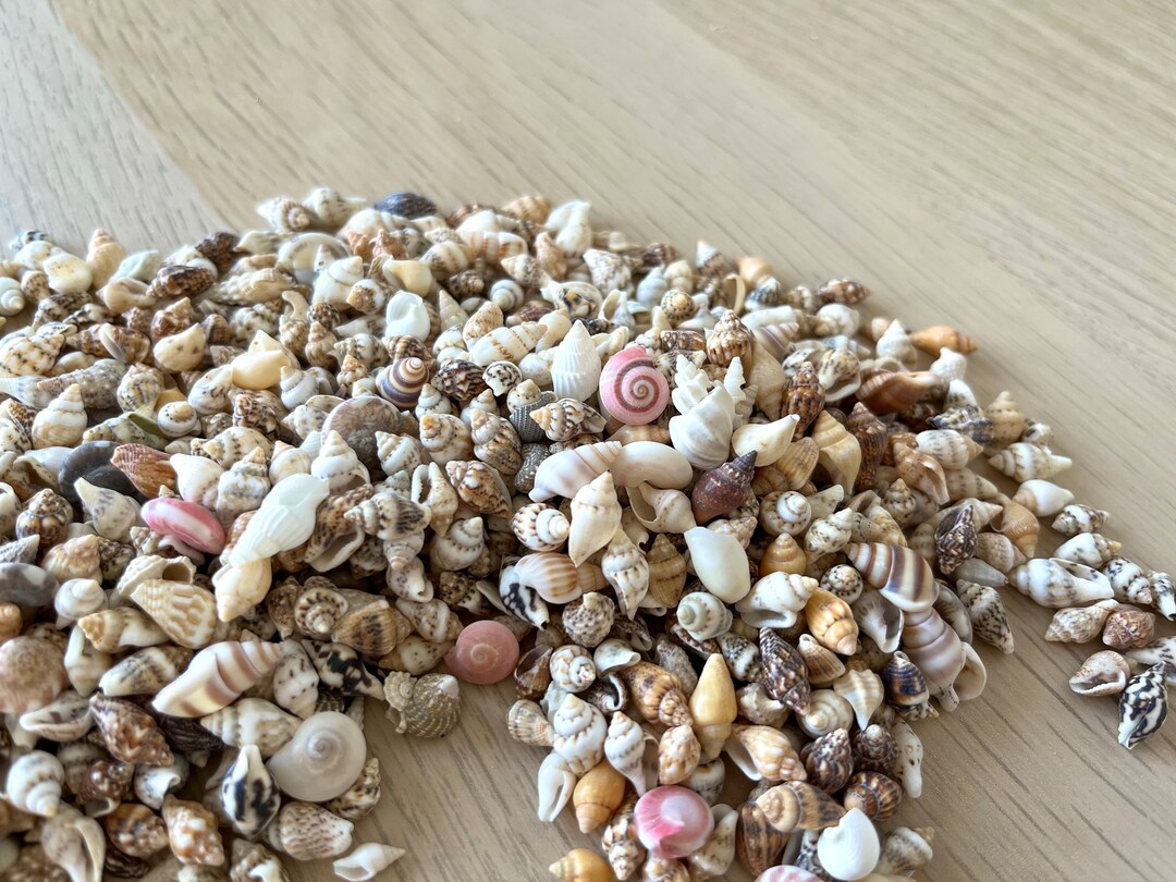 50/100 Small Seashells, Tiny Sea Shell Lot, Beach Wedding Decor, Sea ...