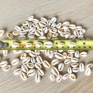 Tiny Little Cowrie Shells || Natural Arts and Crafts || Sea Shells ...