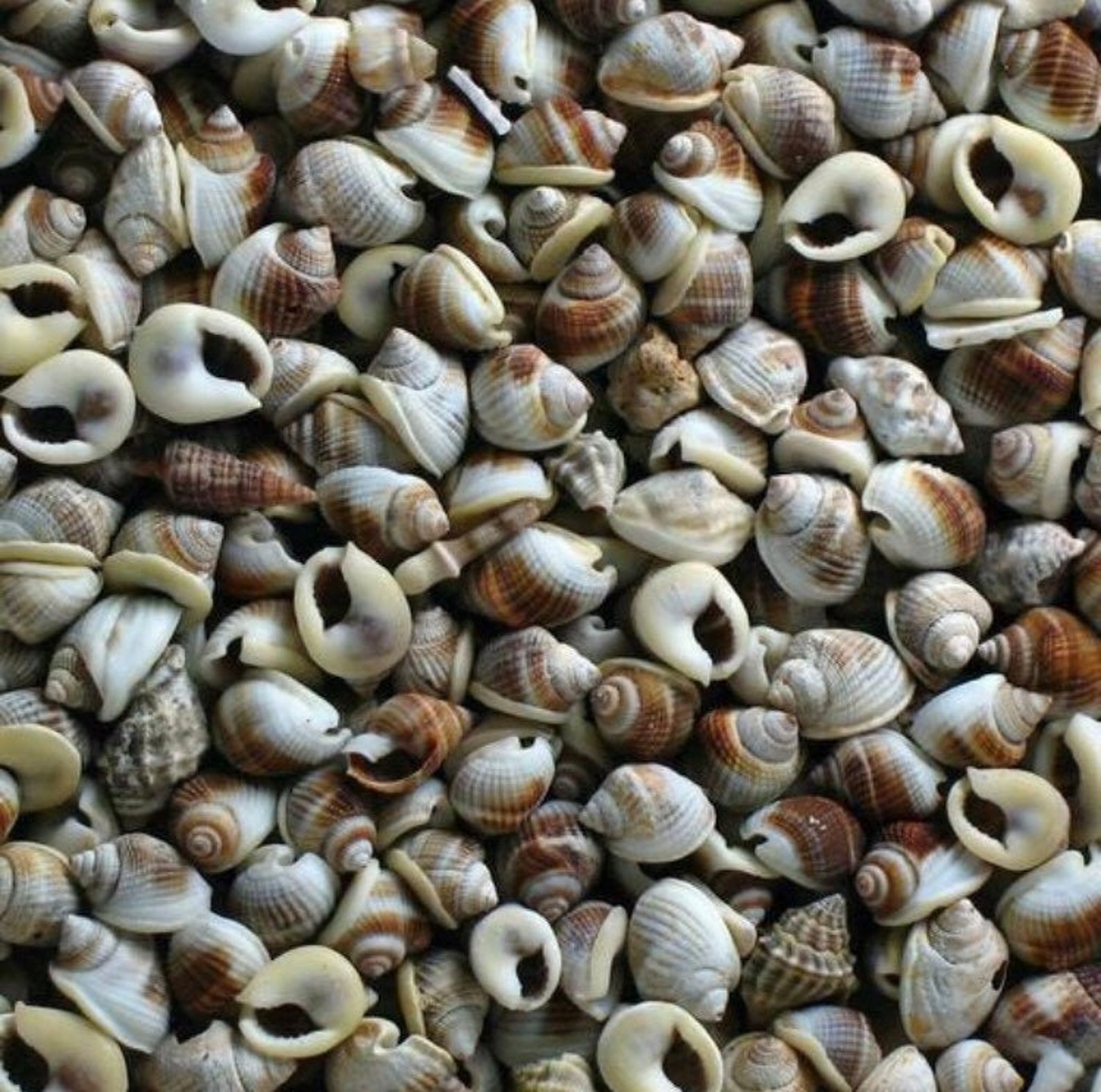 100g Whelk Batad Sea Shells Natural Craft supplies Beach | Etsy