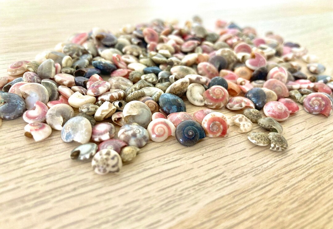 Small, Vibrant Seashell Mix, Tiny Sea Shell Pack, Pink Spirals, Sea ...