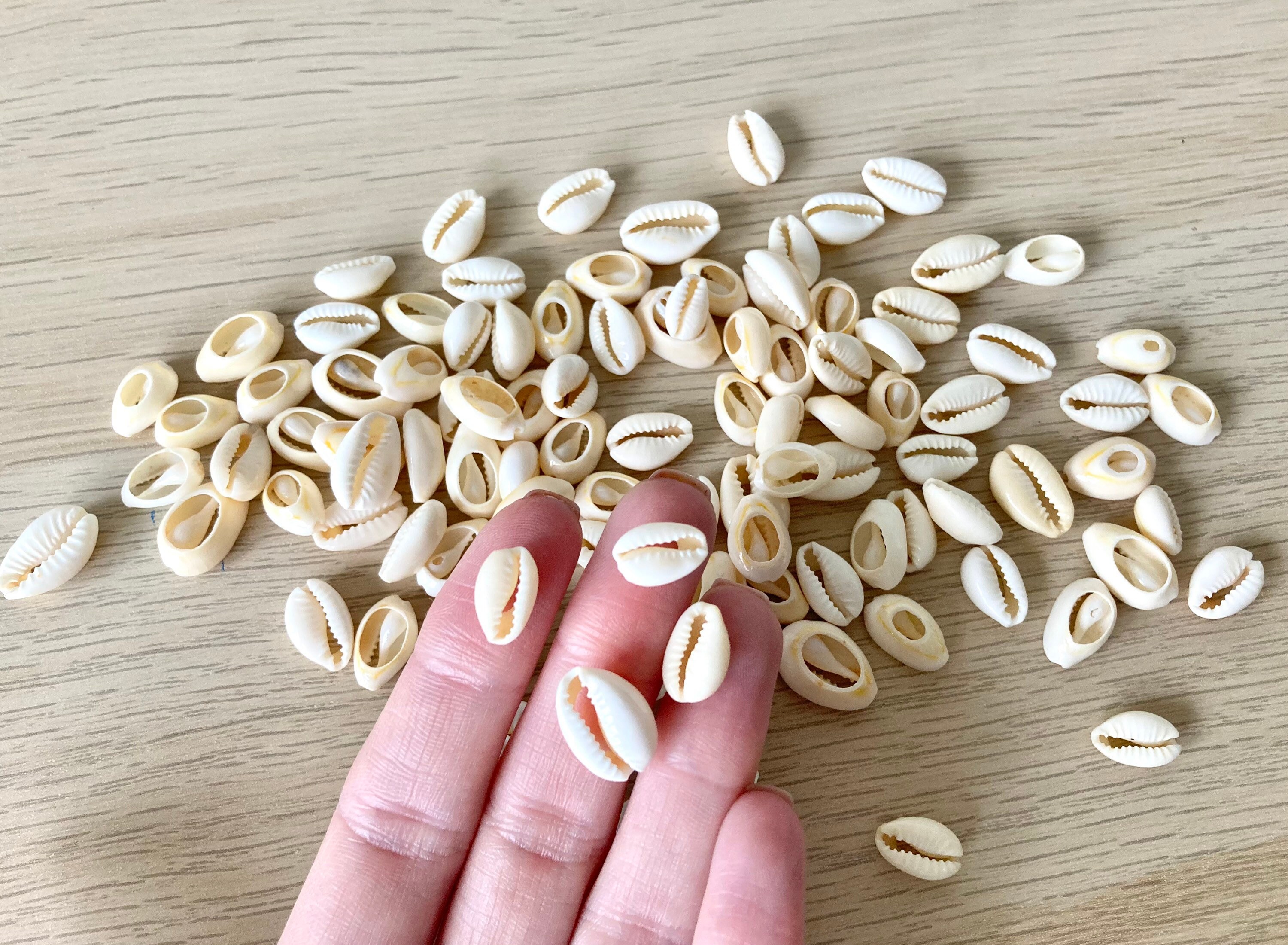 Tiny Little Cowrie Shells || Natural Arts and Crafts || Sea Shells ...