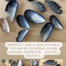 10 Mussel Shells, Varnished / Unvarnished. Fab for Wreaths & Wedding ...