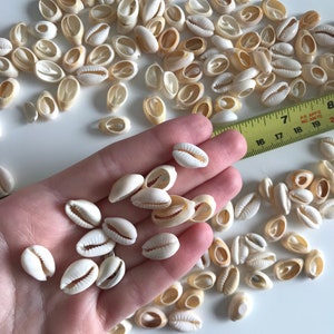 REAL COWRIE SHELLS, Cut Ready for Jewellery Making and Crafts Projects ...