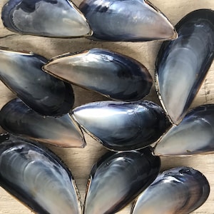 10 Mussel Shells, Varnished / Unvarnished. Fab for Wreaths & Wedding ...