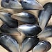 10 Mussel Shells, Varnished / Unvarnished. Fab for Wreaths & Wedding ...