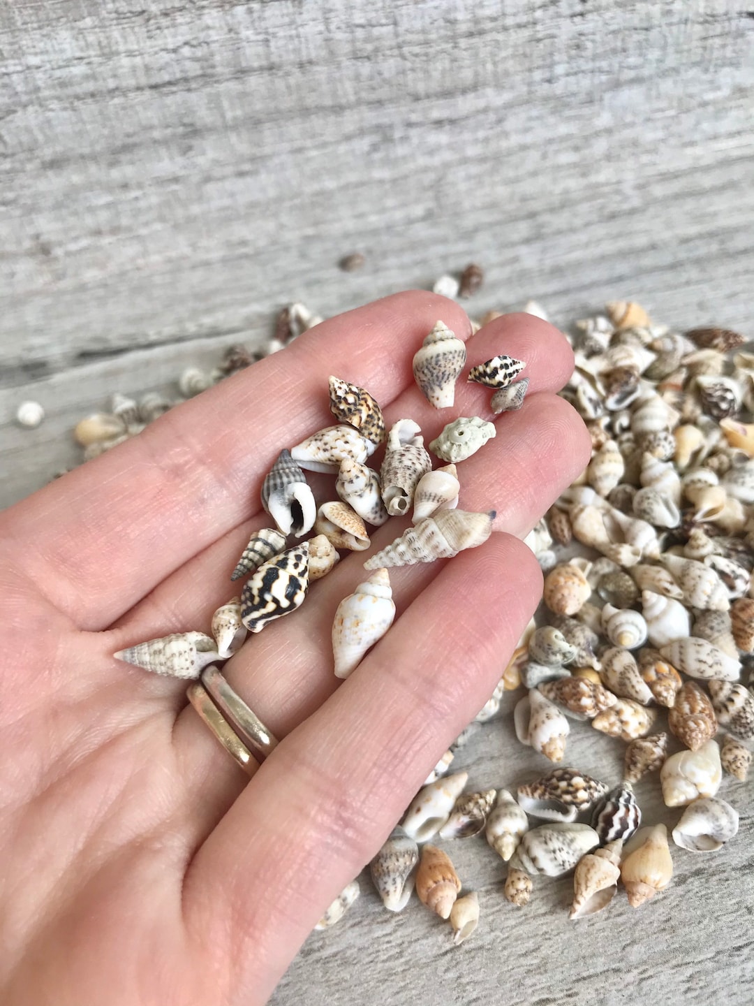 Small Seashell Mix, Tiny Sea Shell Lot, Beach Wedding Decor, Sea Shells ...