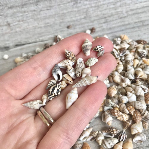 Tiny Seashells for Crafts coastal Beach Nautical Decor - Etsy