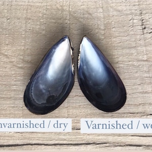 10 Mussel Shells, Varnished / Unvarnished. Fab for Wreaths & Wedding ...