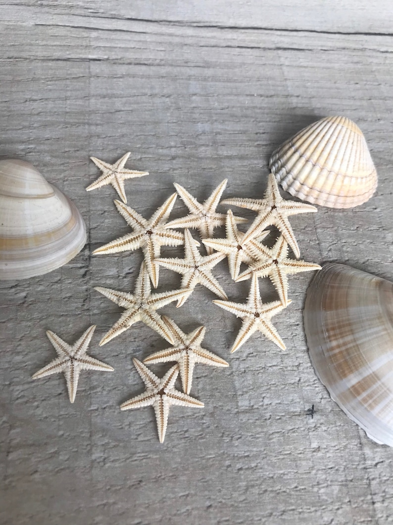 5/10/15 Real Starfish Resin Decor Mini Seashells - Etsy UK
