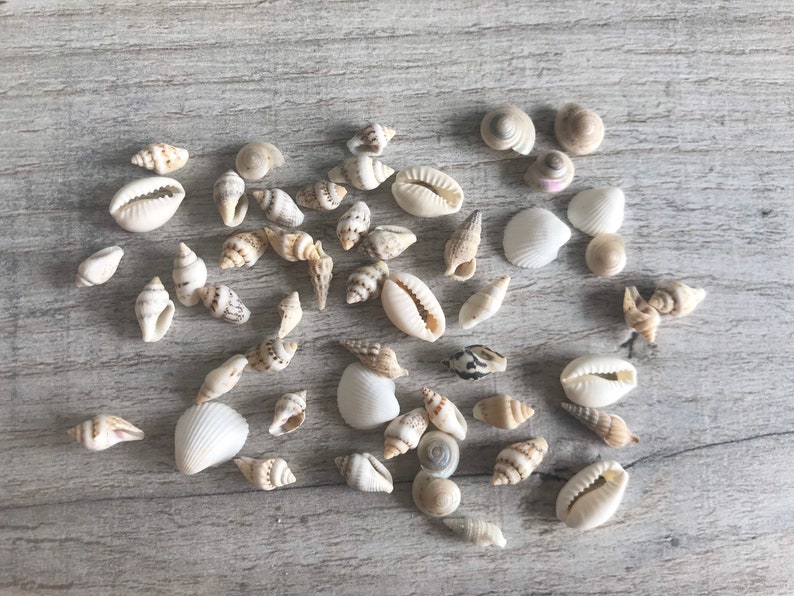 100 MIXED SEASHELLS Resin Craft Pack Mini Sea Shells - Etsy