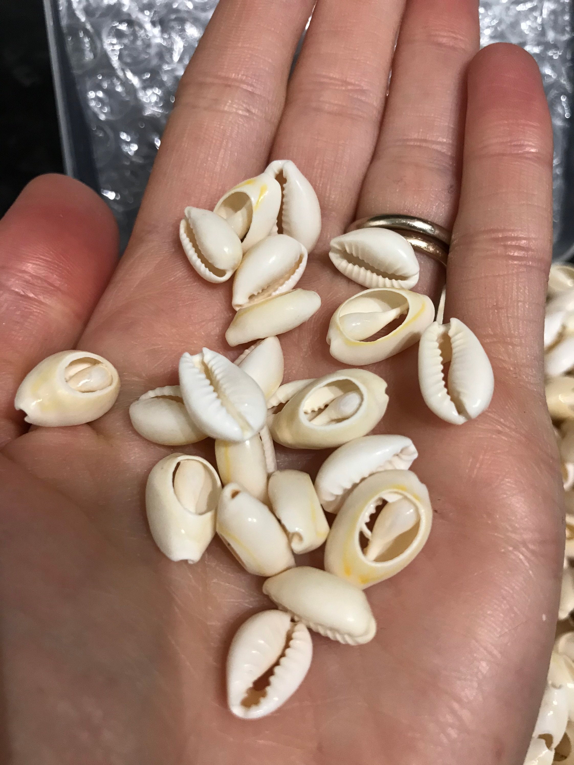 50/100 COWRIE SHELLS Beach Wedding Natural Arts and Crafts - Etsy UK