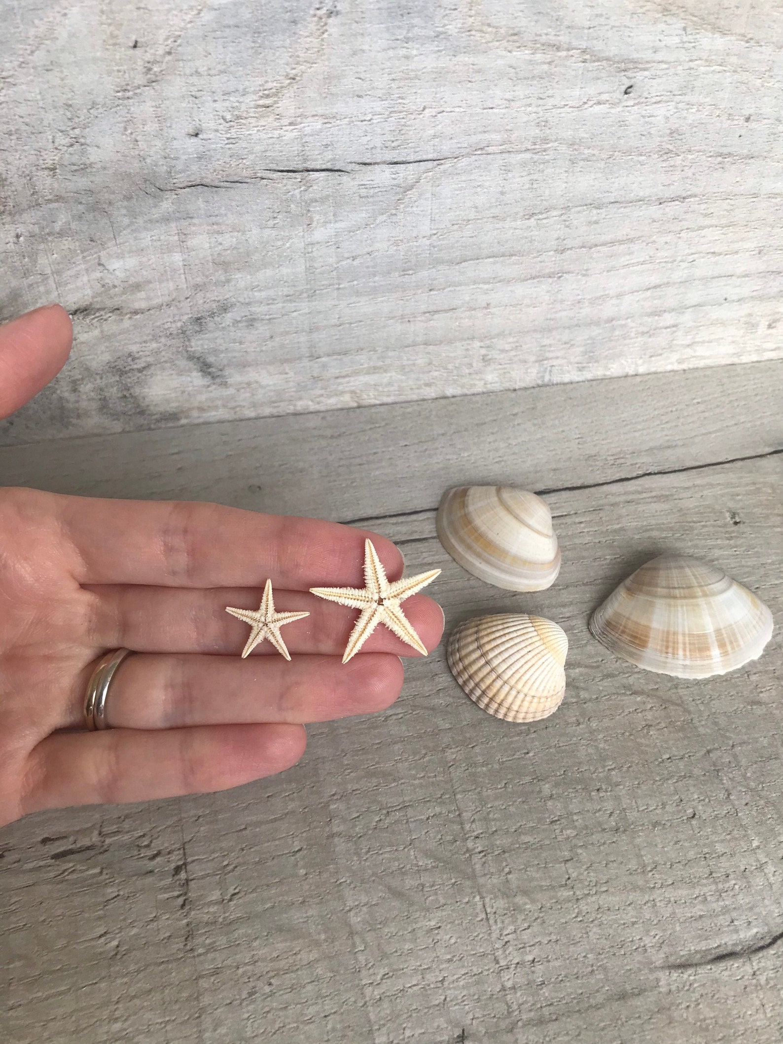 5/10/15 Real Starfish Resin Decor Mini Seashells - Etsy UK