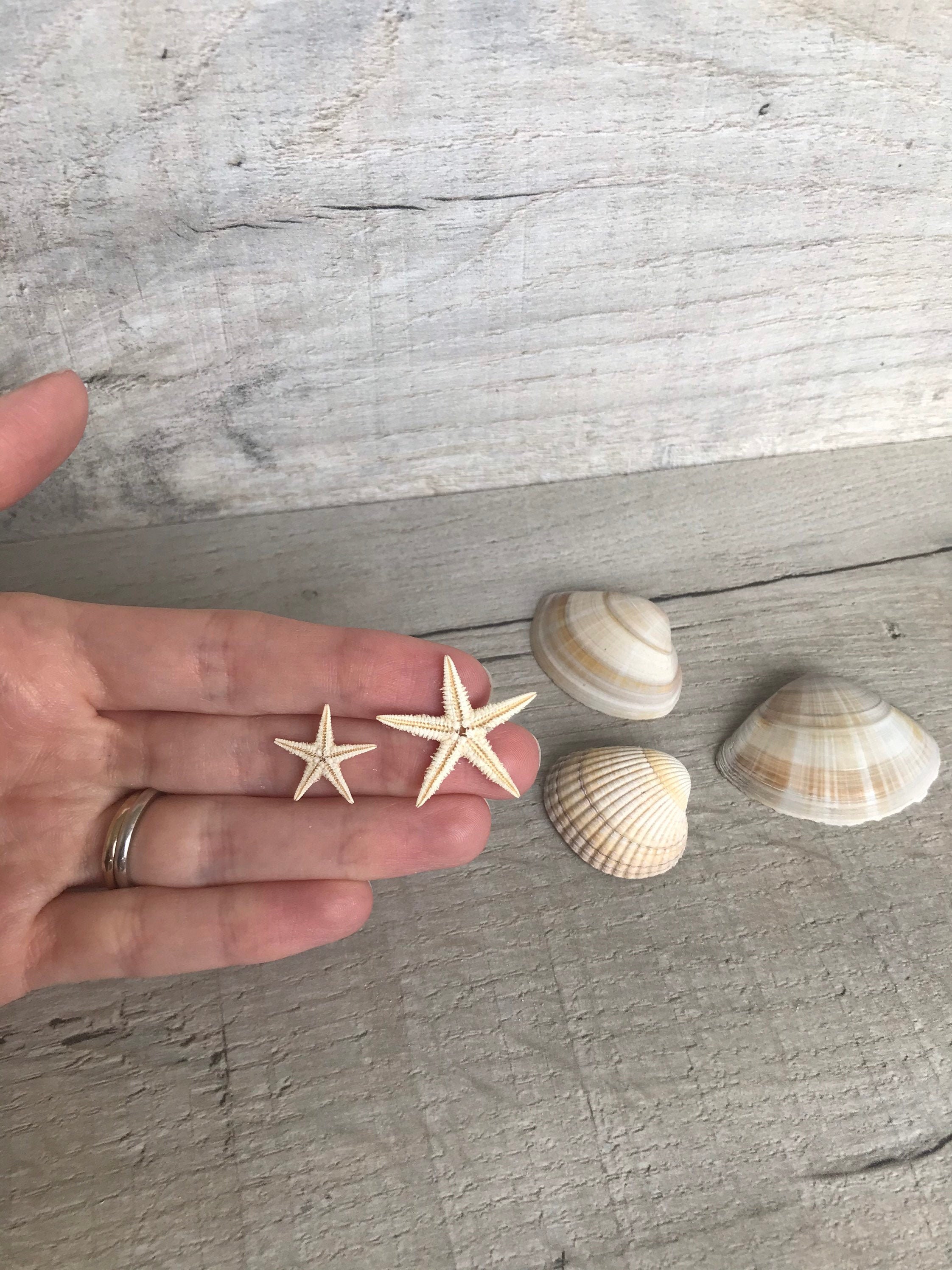 5/10/15 Dried Real Starfish- Resin Craft, Mini Seashells , FREE UK ...
