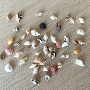 50/100 Small Seashells, Tiny Sea Shell Lot, Beach Wedding Decor, Sea ...