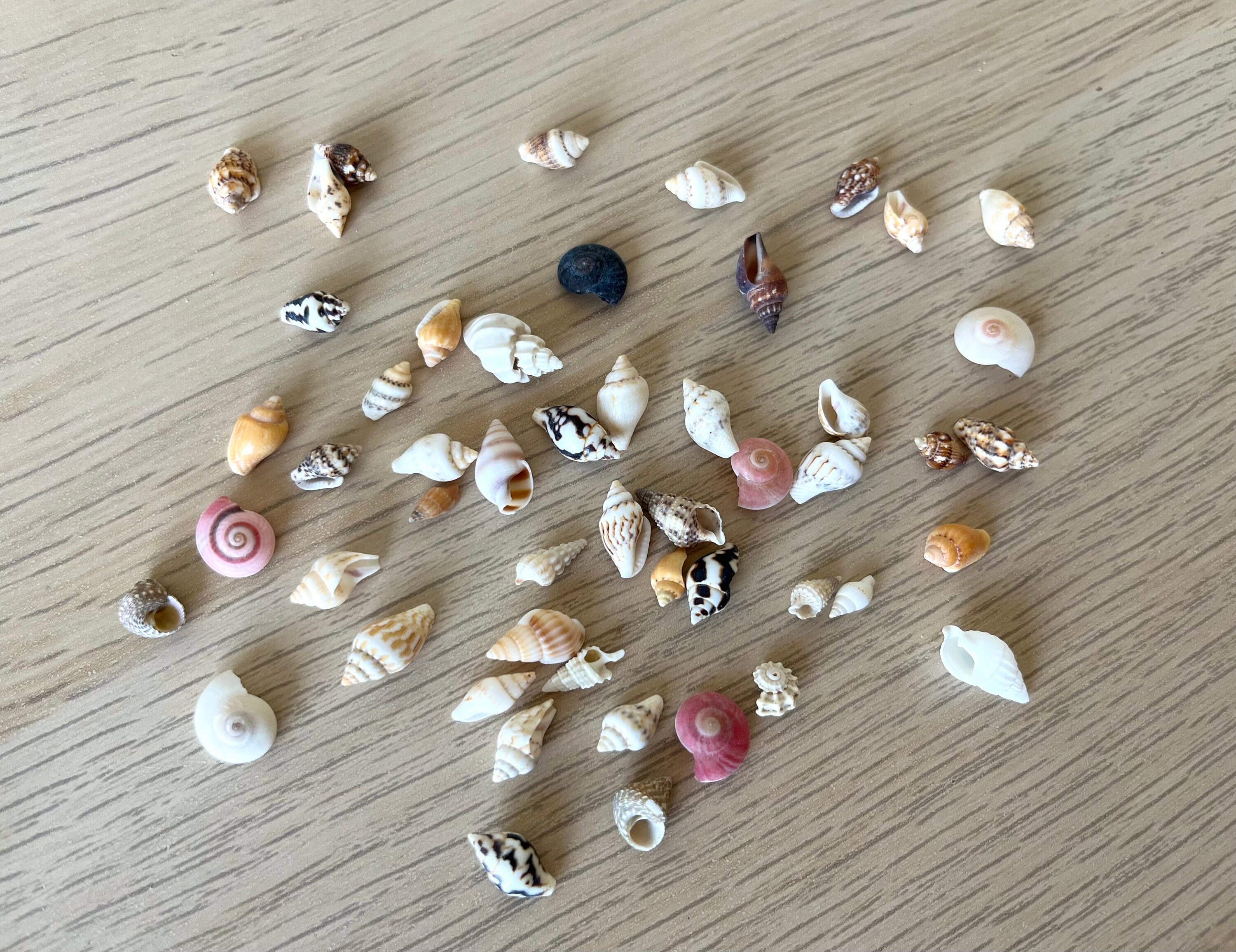 50/100 Small Seashells, Tiny Sea Shell Lot, Beach Wedding Decor, Sea ...