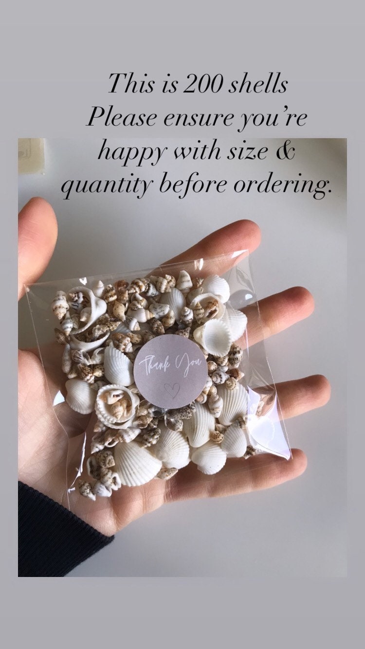 100 Small Seashell Mix Tiny Sea Shell Lot Beach Wedding - Etsy UK