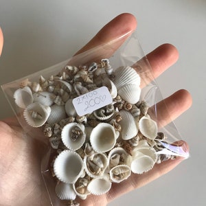 100 Small Seashell Mix, Tiny Sea Shell Lot, Beach Wedding Decor, Sea ...