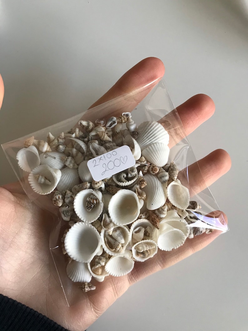 100 Small Seashell Mix Tiny Sea Shell Lot Beach Wedding - Etsy
