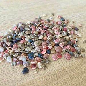 Small, Vibrant Seashell Mix, Tiny Sea Shell Pack, Pink Spirals, Sea ...