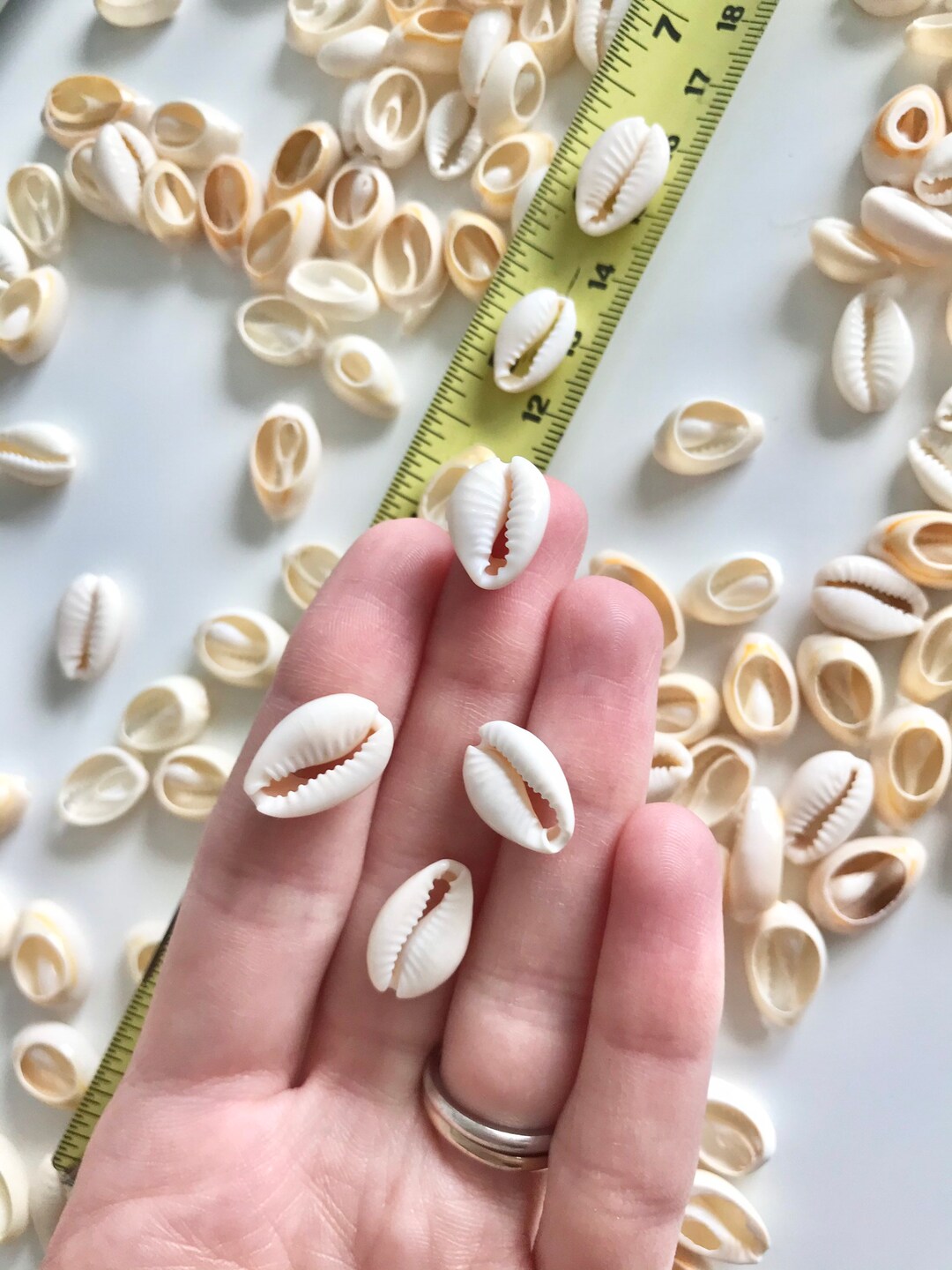 50/100 COWRIE SHELLS Beach Wedding || Natural Arts and Crafts || Sea ...