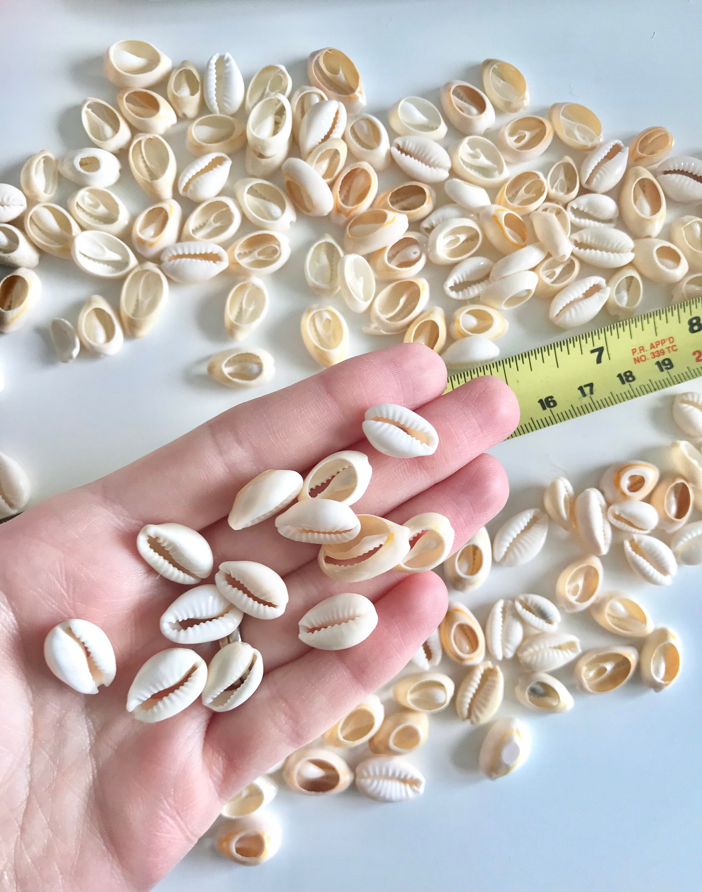 50/100 COWRIE SHELLS Beach Wedding Natural Arts and Crafts - Etsy UK