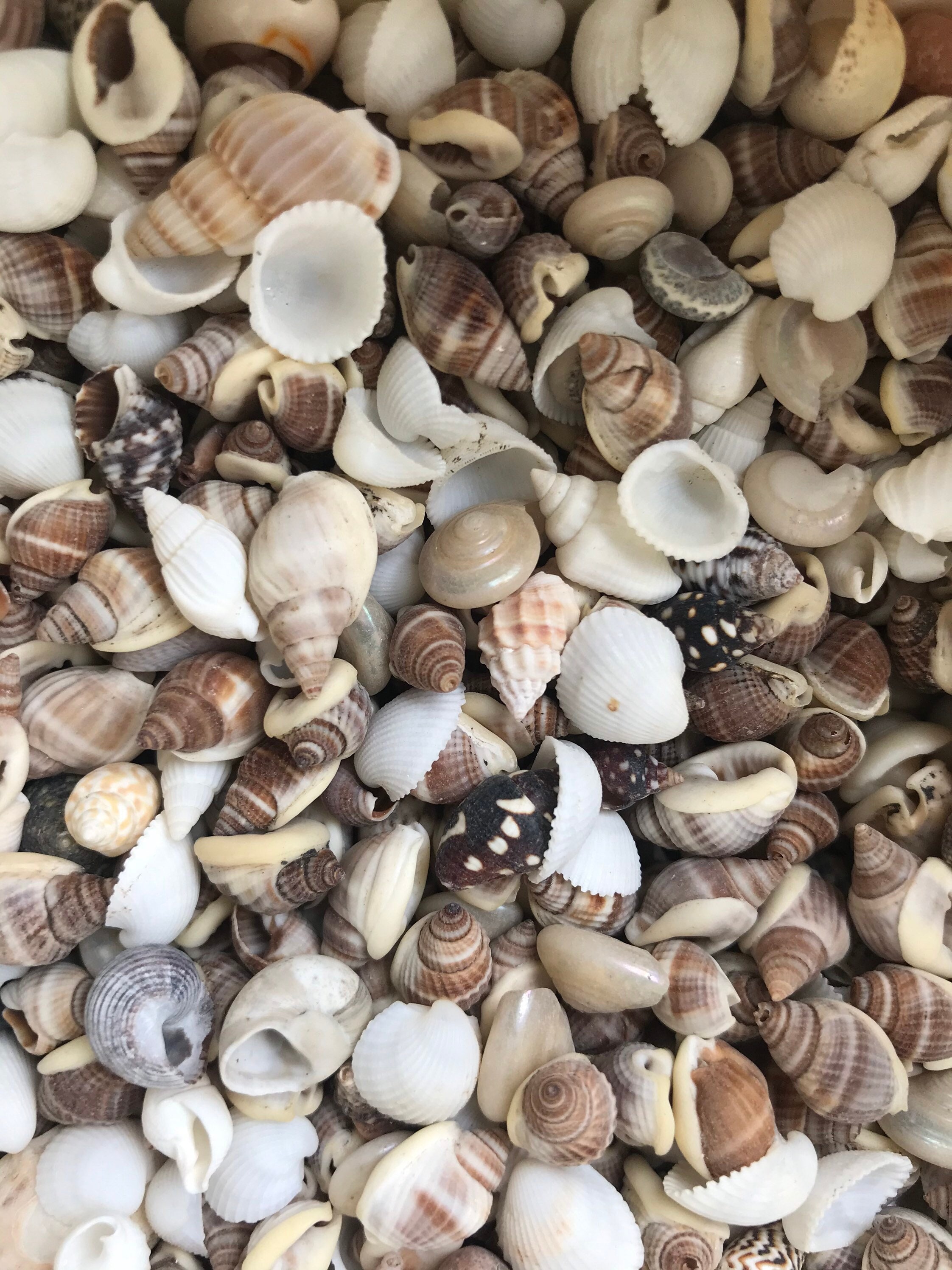 100 MIXED SEASHELLS Tiny Mini Sea Shells Craft Wedding Beach Confetti 7 ...