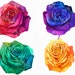 Rainbow Roses Clipart Bundle Transparent PNG Files With Commercial Use ...