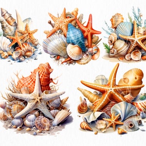 Seashells & Starfish Clusters Beach Ocean Transparent Clipart PNG ...