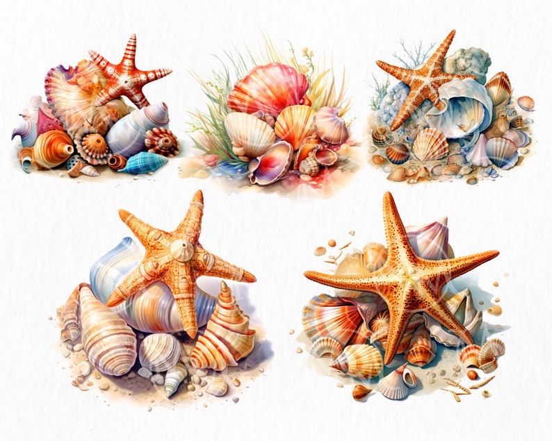Seashells & Starfish Clusters Beach Ocean Transparent Clipart - Etsy
