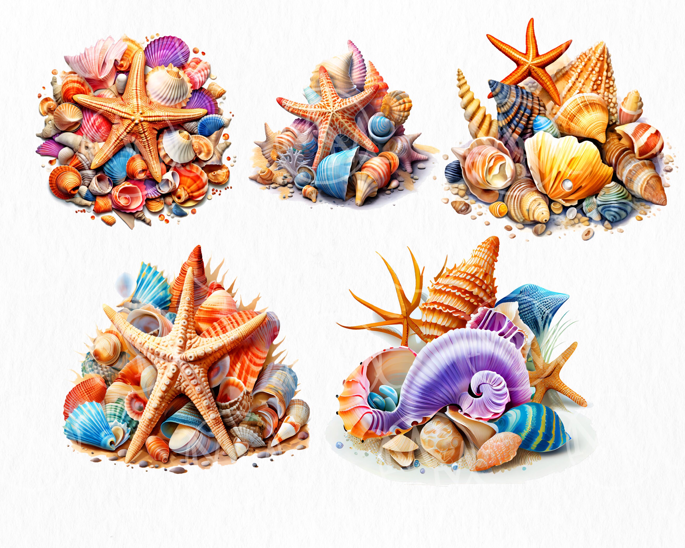 Seashells & Starfish Clusters Beach Ocean Transparent Clipart PNG ...