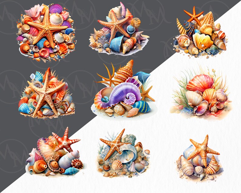 Seashells & Starfish Clusters Beach Ocean Transparent Clipart PNG ...