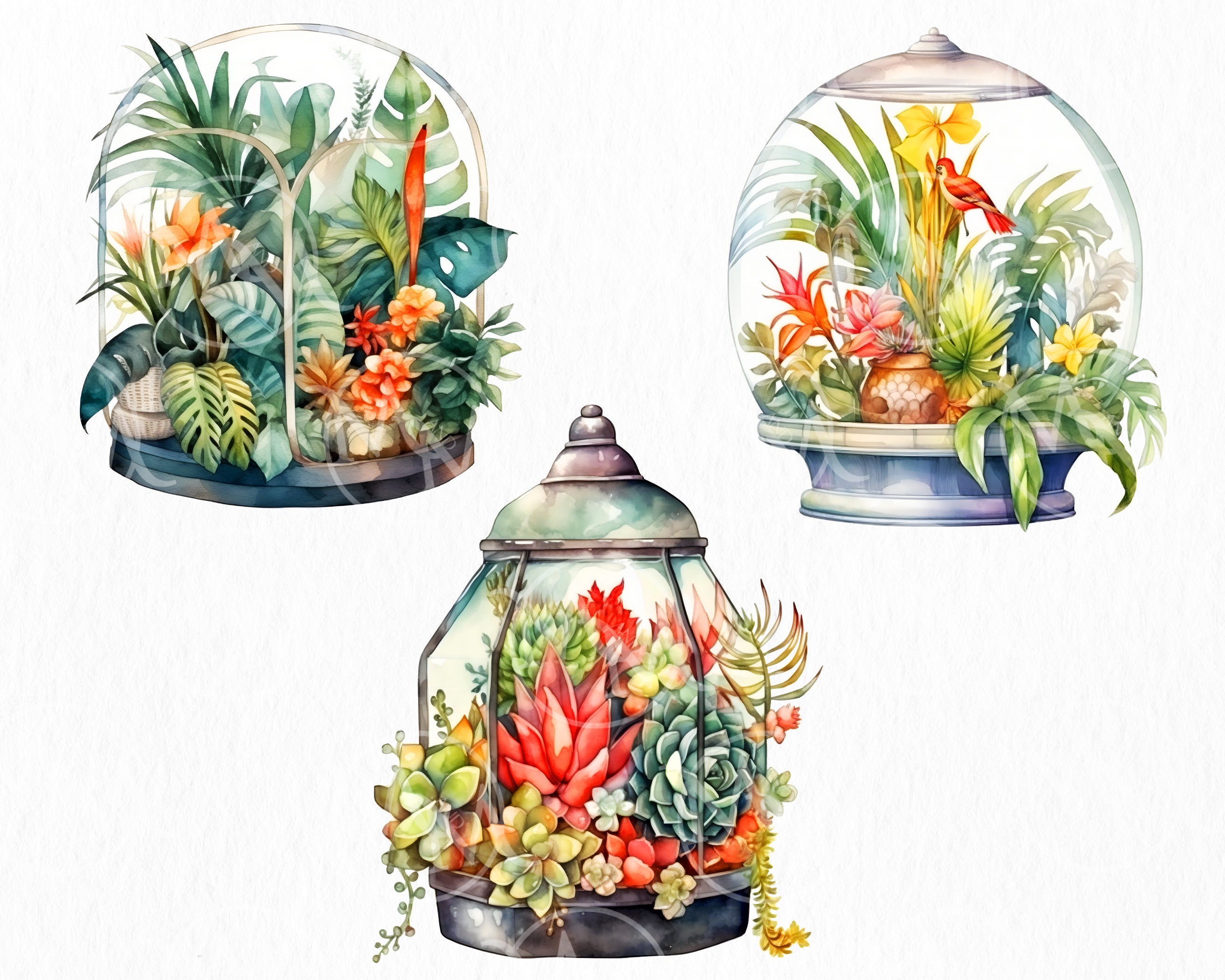 Terrarium Clipart Plant Clip Art Png Digital Watercolor - Etsy