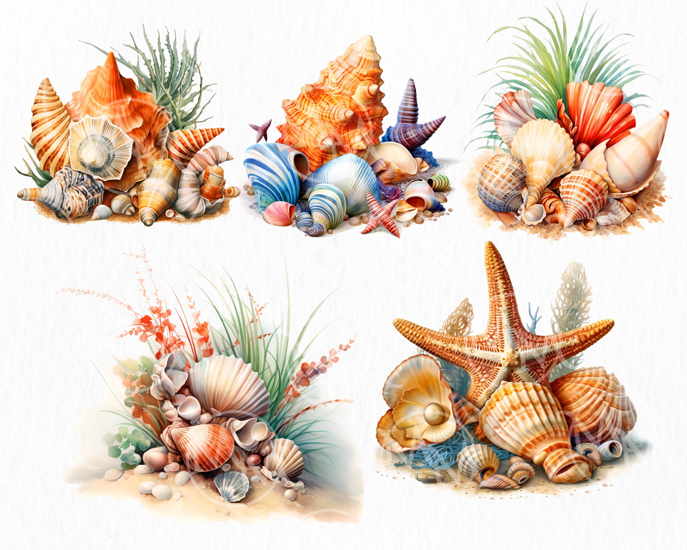 Seashells & Starfish Clusters Beach Ocean Transparent Clipart PNG ...