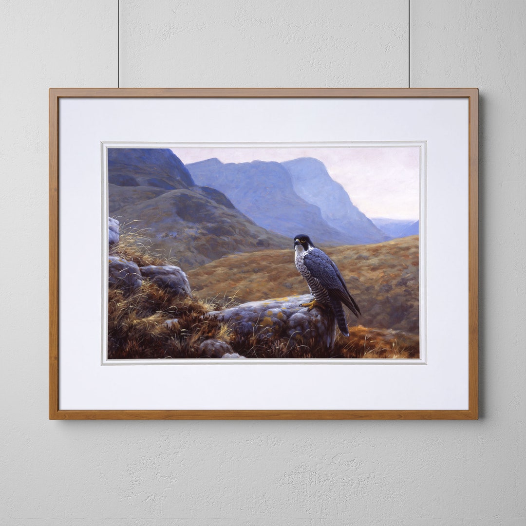 Peregrine Glencoe Print | Julian Friers - Double Mounted - British ...