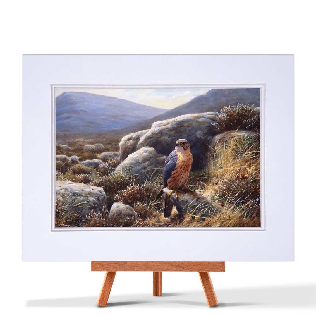 Merlin Bird Print Julian Friers Double Mounted British Wildlife Art ...