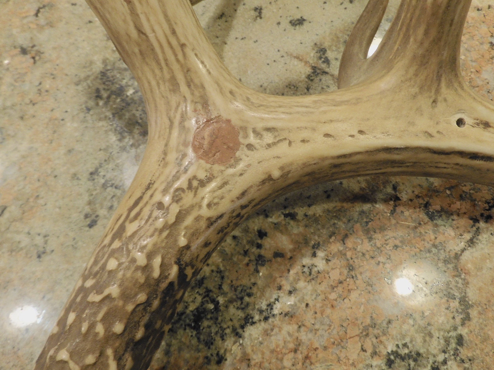 Vintage Rustic Mule Deer Antler Wall Sconce - Etsy
