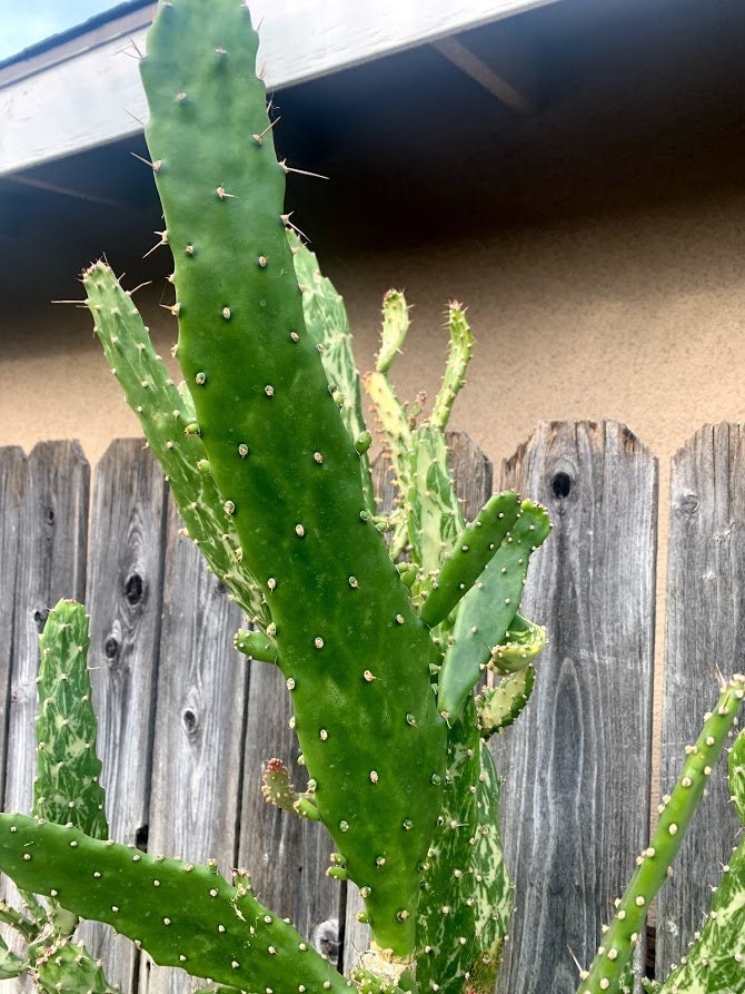 Drooping Prickly Pear - Cuttings - Etsy