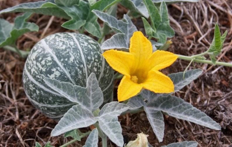 Coyote Gourds Melons California High Desert Grown and Harvested - Etsy