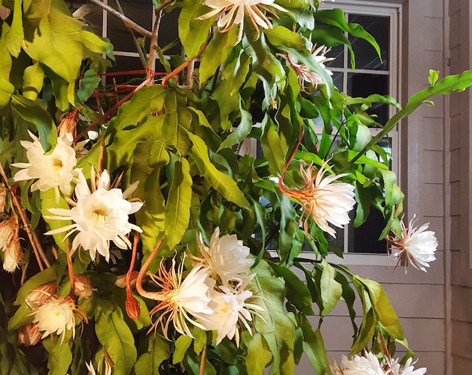 Dutchman's Pipe Cactus, Epiphyllum Oxypetalum, Queen of the Night, 昙花 ...