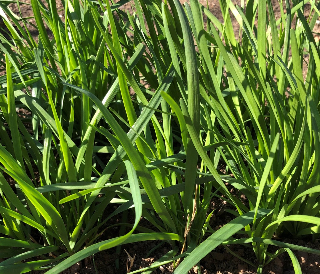 Garlic Chives, Herbs, 韭菜根; チャイブ; Hẹ ; 부추; Perennial, Organic Plants ...