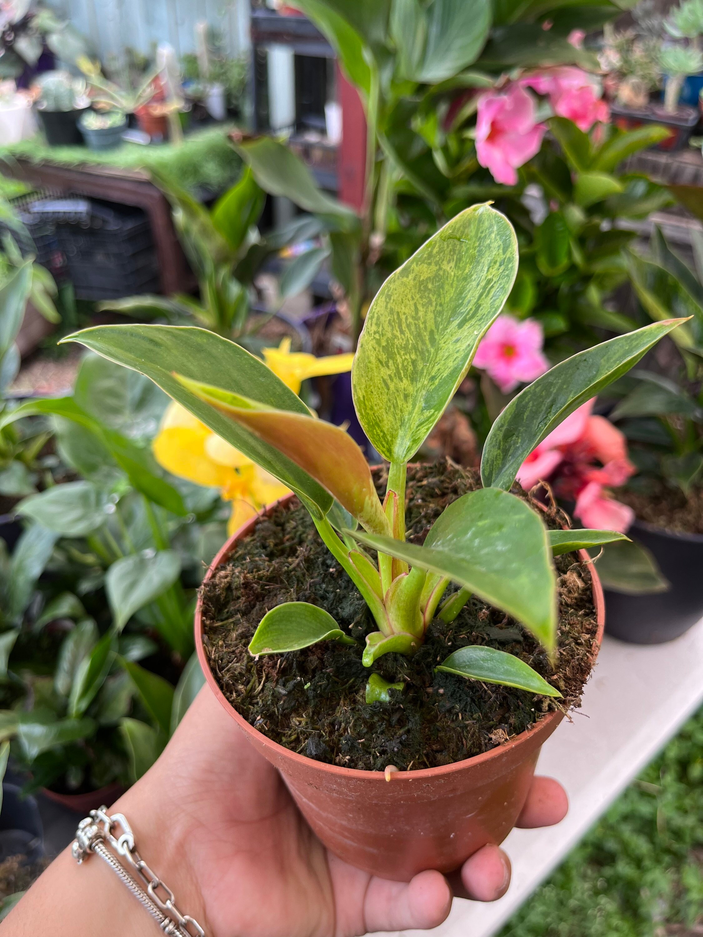 Philodendron Red Congo Variegated - Etsy