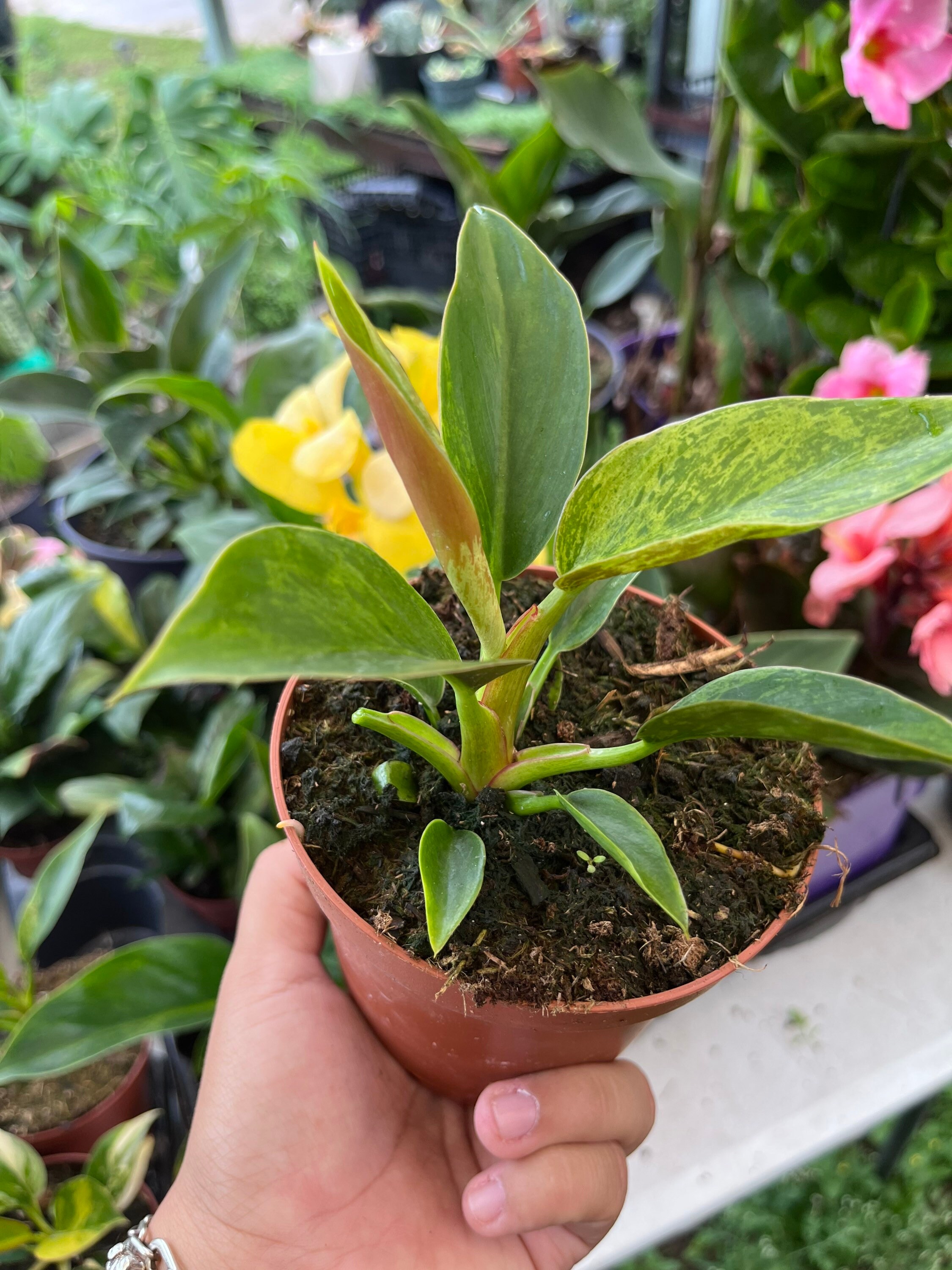 Philodendron Red Congo Variegated - Etsy